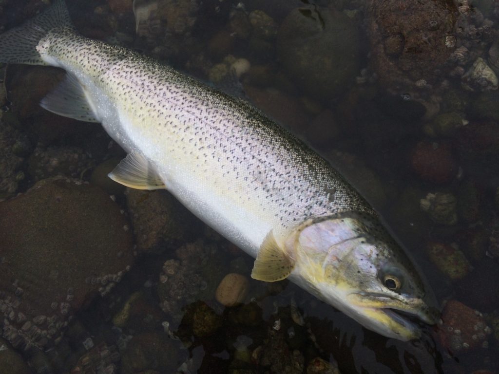 jeffreys-fish | Peninsula Outfitters